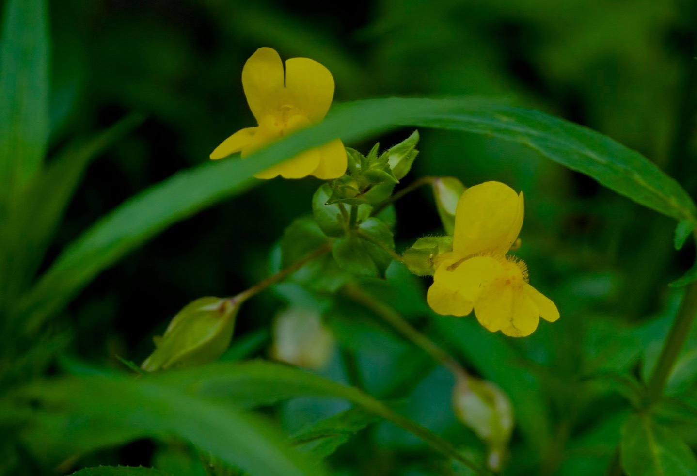 Mimulus Guttatus Bee
