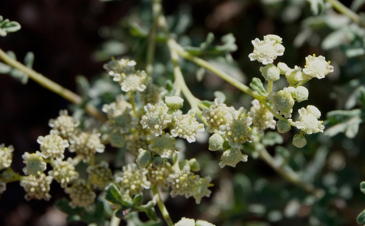 Parthenium incanum | The Black Range