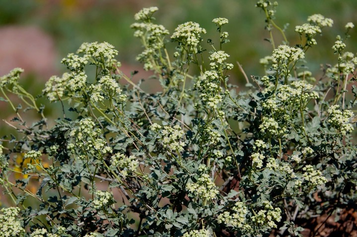 Parthenium incanum | The Black Range