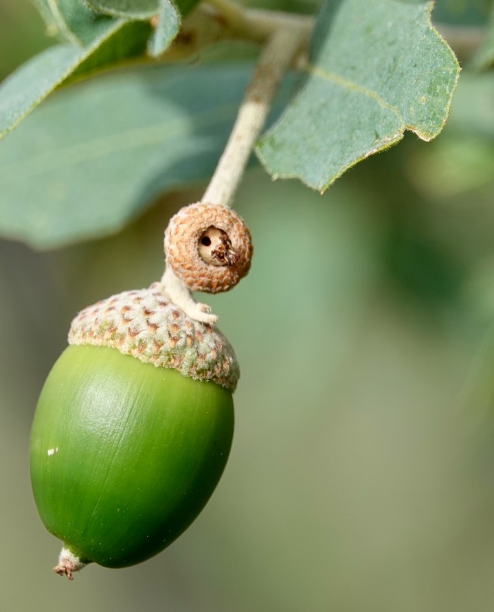 Quercus emoryi | The Black Range