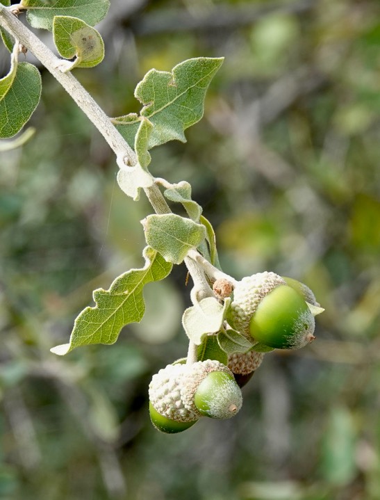Quercus emoryi | The Black Range