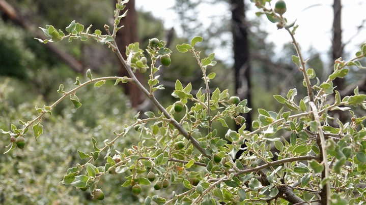 Quercus emoryi | The Black Range