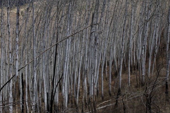 Populus tremuloides | The Black Range
