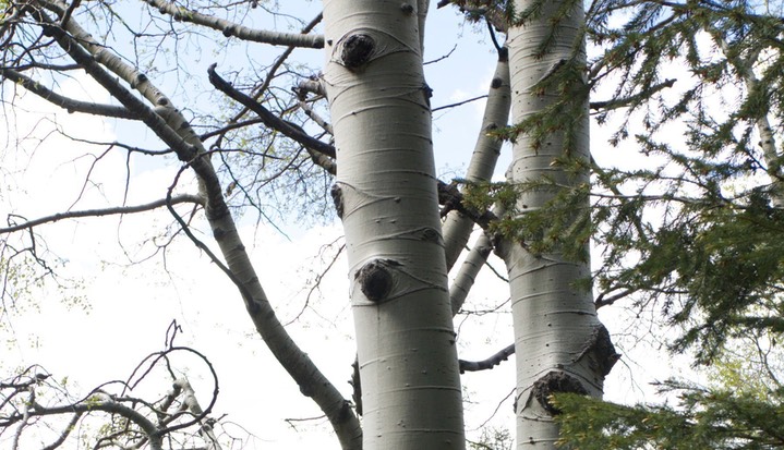 Populus tremuloides | The Black Range