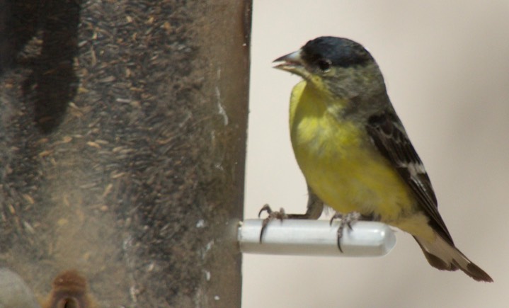 Goldfinch, Lesser | The Black Range
