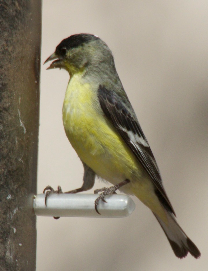Goldfinch, Lesser | The Black Range