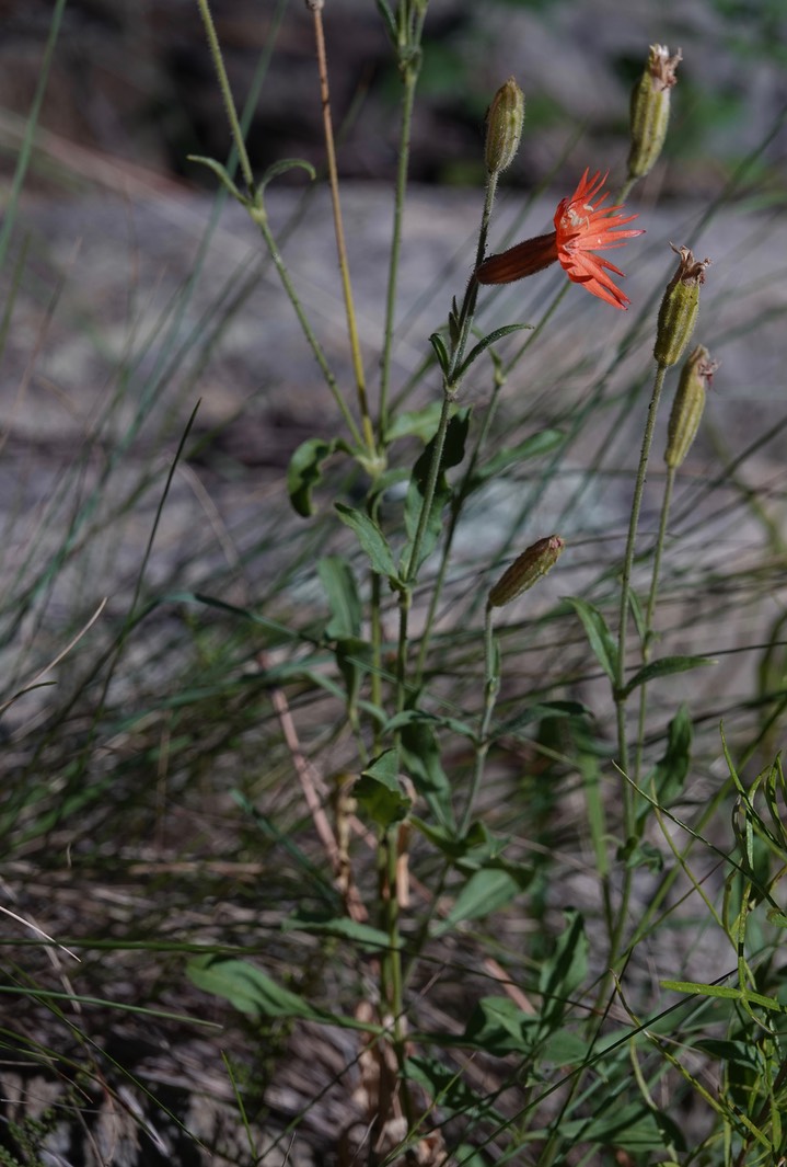 Silene laciniata | The Black Range