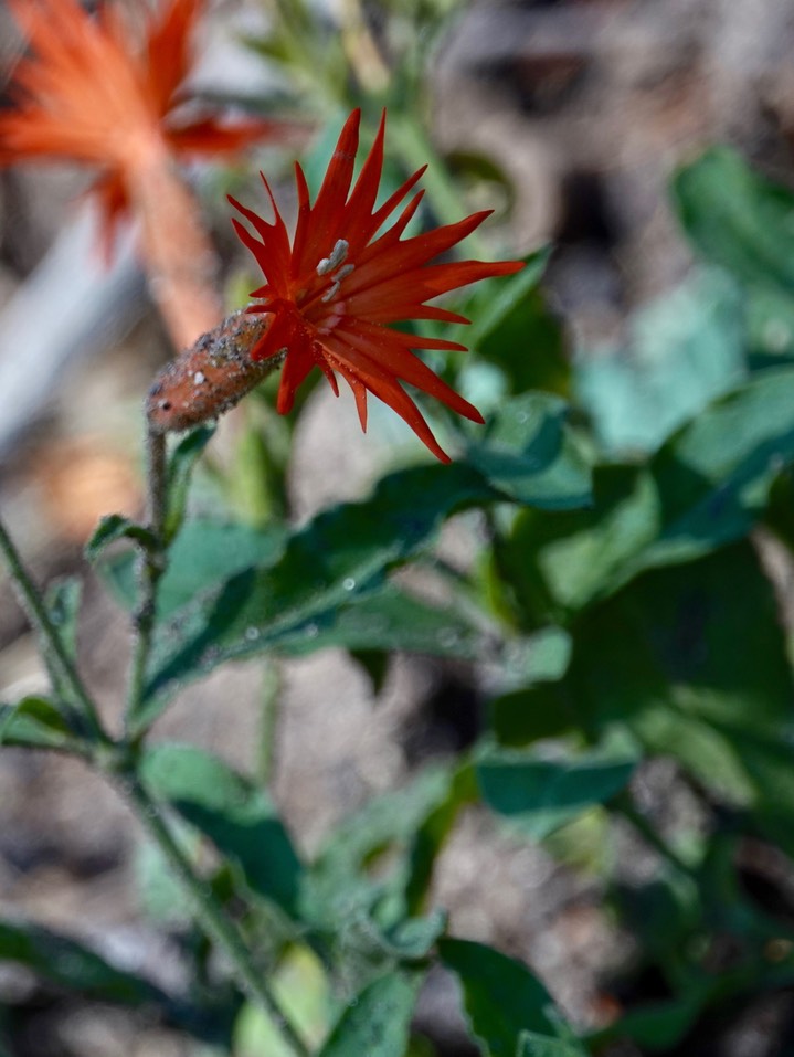 Silene laciniata | The Black Range