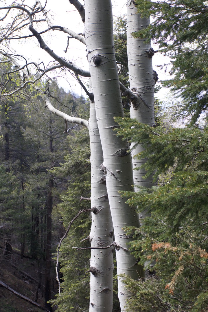 Populus tremuloides | The Black Range