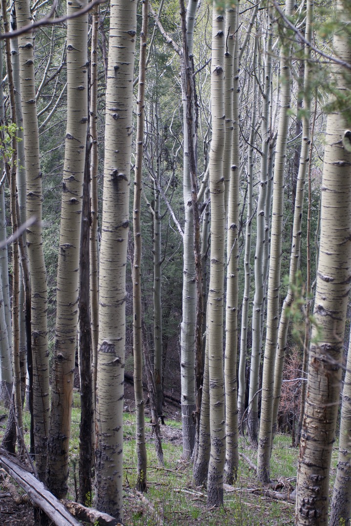 Populus tremuloides | The Black Range