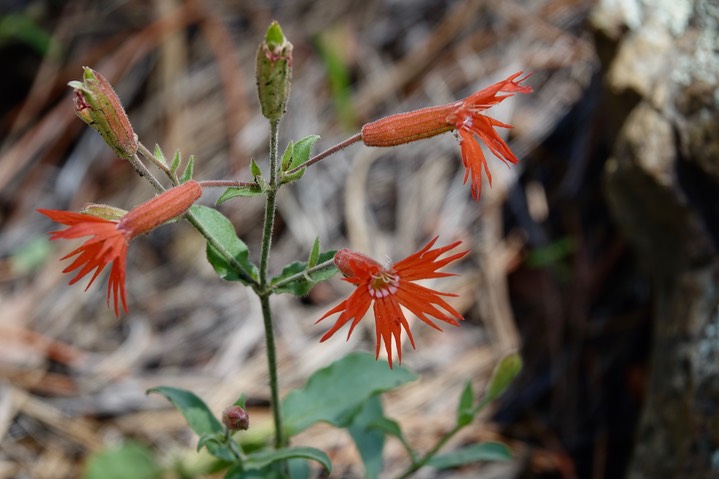 Silene laciniata | The Black Range